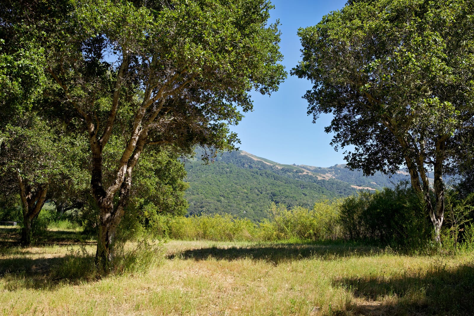 4 Holding Field Run - Santa Lucia Preserve