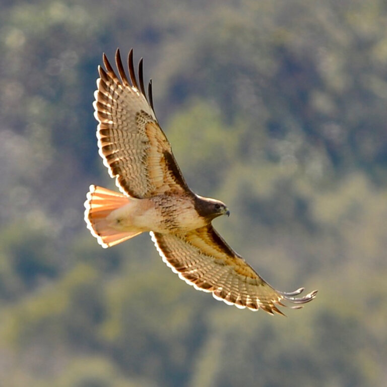 Our Land. Our Legacy. Santa Lucia Conservancy